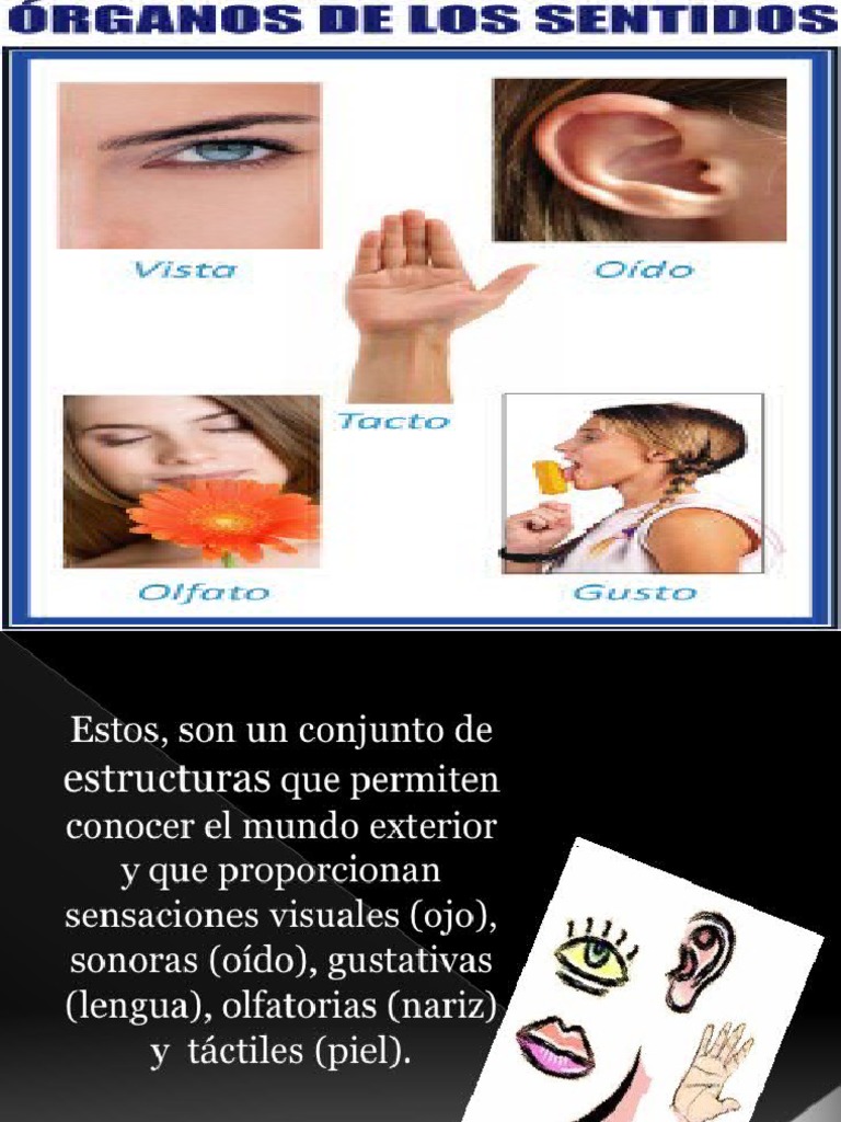 Organos de Los Sentidos | PDF | Percepción visual | Ojo