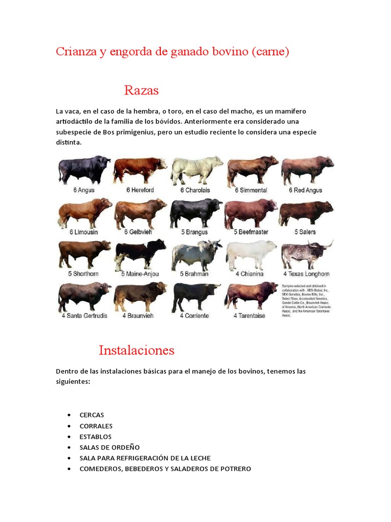 Crianza y Engorda de Ganado Bovino | PDF | Vacas | Oveja