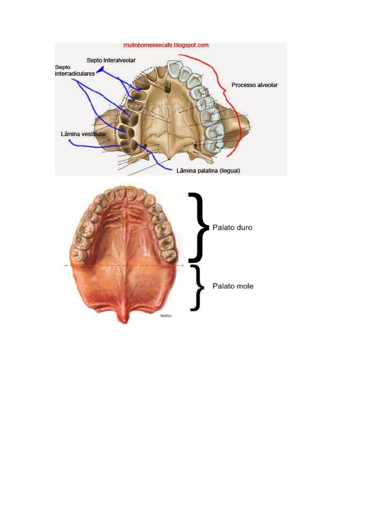 Imagens Sutura Palatina | PDF