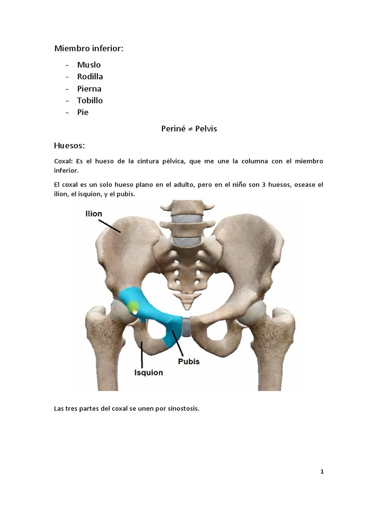 Miembro Inferior | PDF | Anatomía humana | Sistema musculoesquelético