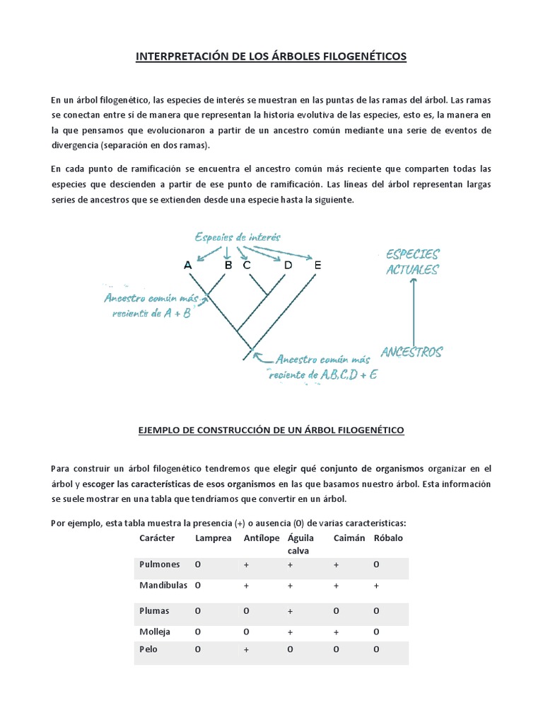 1 DOCUMENTO 1 Ã_RBOLES FILOGENÃ_TICOS | PDF | Filogenética | Árbol filogenético