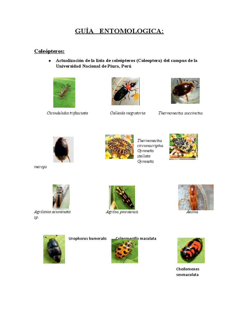 GUÍA ENTOMOLOGICA | PDF