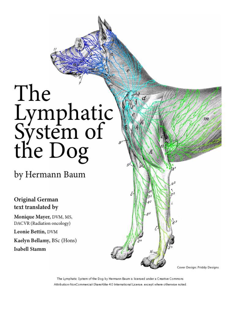 Lymphatic System of The Dog Baum | Download Free PDF | Lymphatic System ...