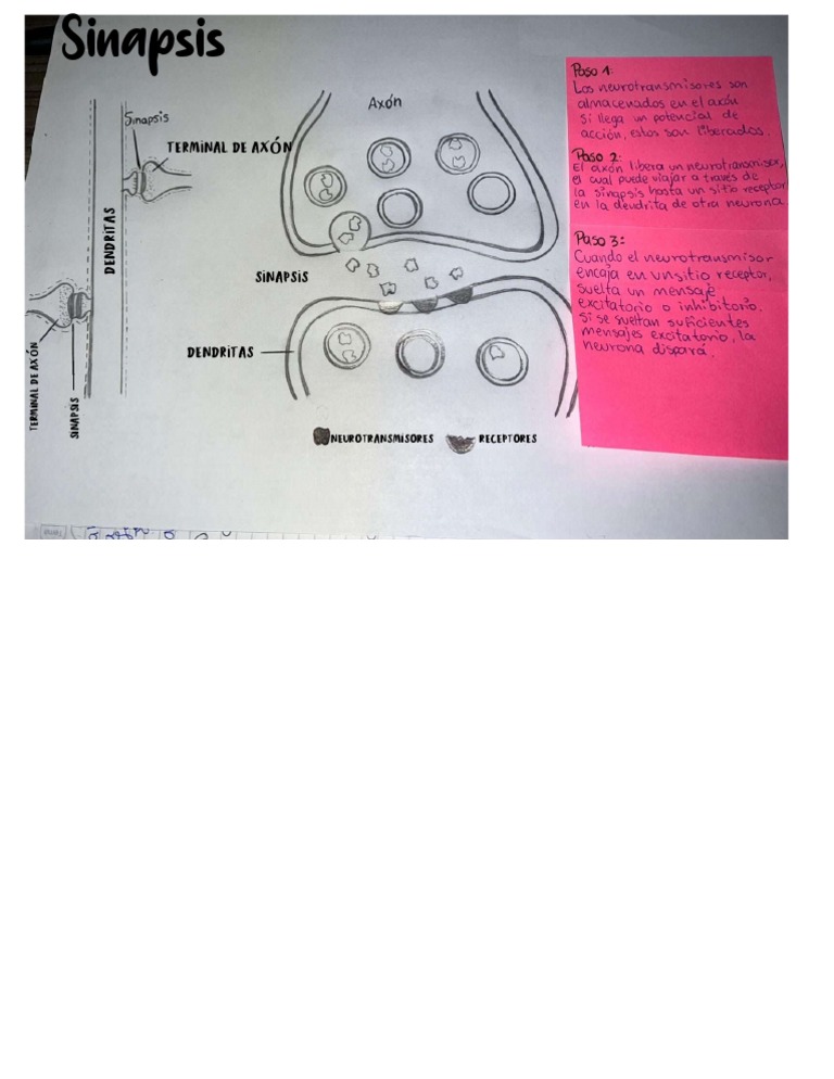 Dibujo Sinapsis. | PDF