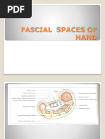 Zones of the Hand: Flexor and Extensor | PDF | Hand | Primate Anatomy
