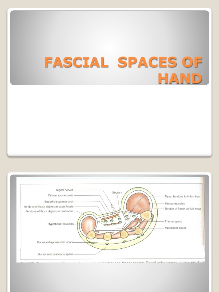Facial Spaces of Hand | PDF | Hand | Anatomical Terms Of Location