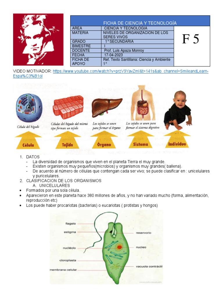 Ficha de Trabajo 5 (R) Niveles de Organización | PDF | Organismos ...