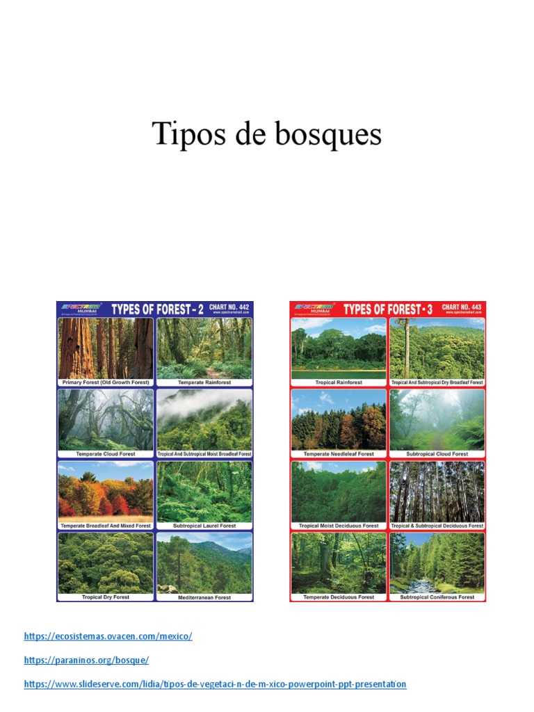 Tipos de Bosques | PDF