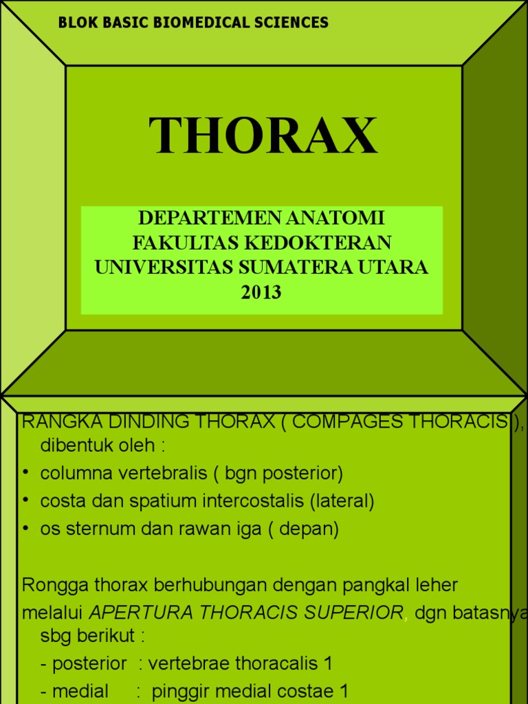 K19 - Kompilasi Anatomi Thorax | PDF