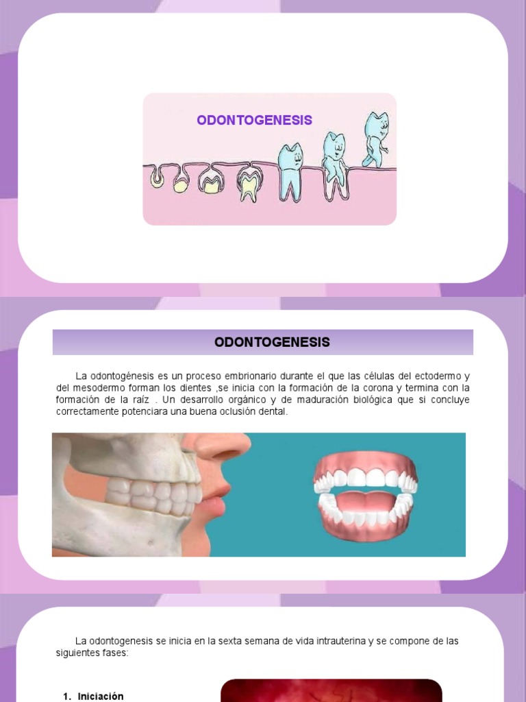 Fases de la Odontogénesis Embrionaria | PDF | Diente | Anatomía