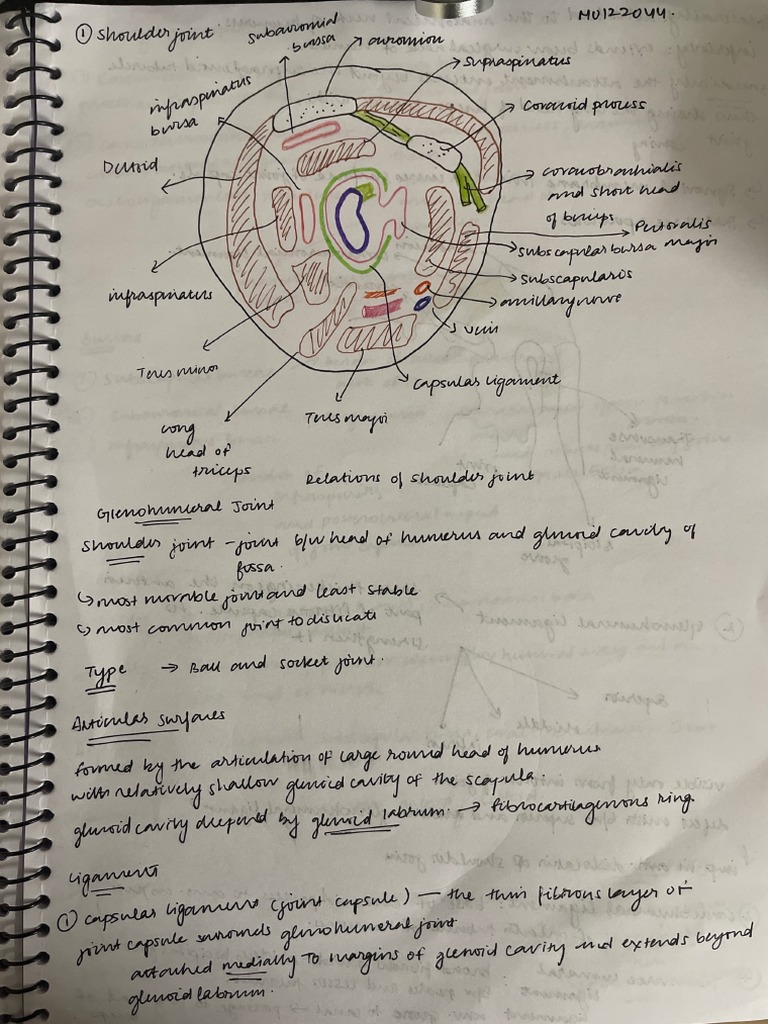 Knee Joint Notes | PDF