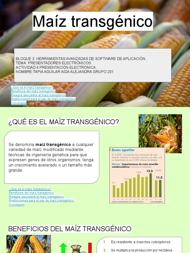 Maiz Transgenico | PDF | Organismo genéticamente modificado | Maíz