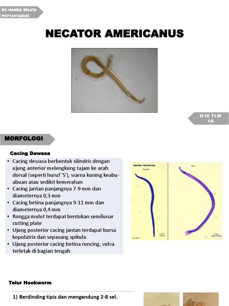 NECATOR AMERICANUS - Hanna | PDF