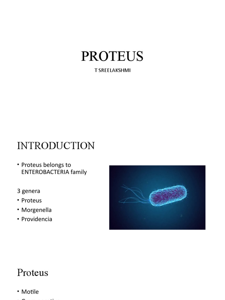 Proteus | PDF | Bacteria | Infection