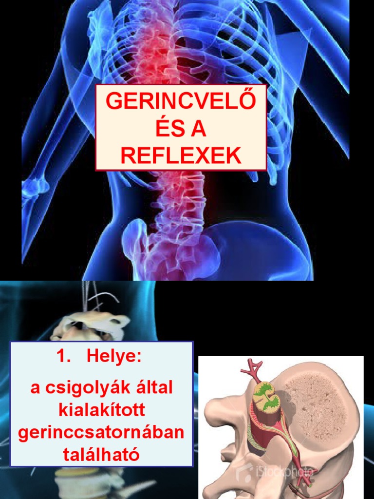 Gerincvelő És Reflexek Másolata | PDF