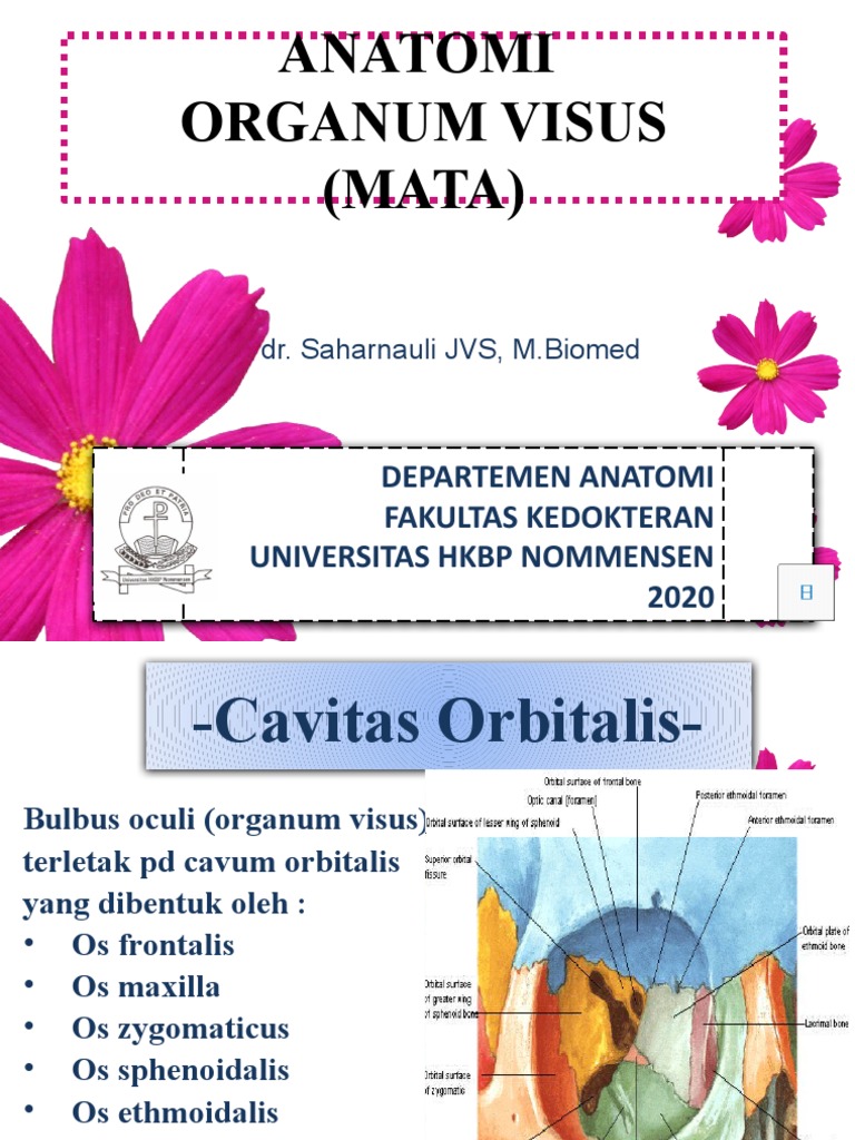 Anatomi Mata With Audio | PDF