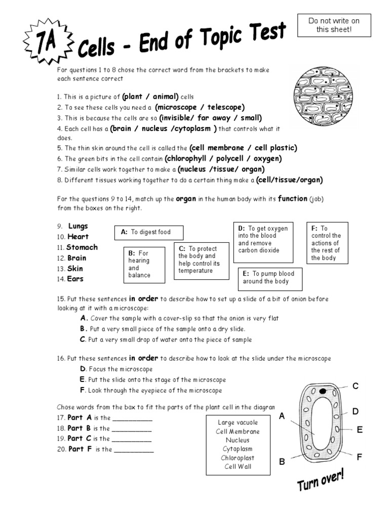 7A Cells Test 2004 | Tissue (Biology) | Organ (Anatomy)