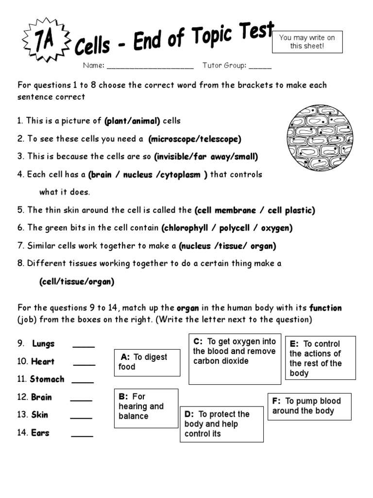 7A Cells Test SEN 2004 | PDF | Tissue (Biology) | Organ (Anatomy)