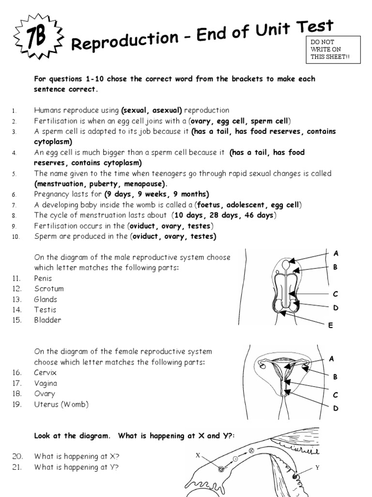 7B Reproduction Test 2004 | PDF | Reproductive System | Uterus