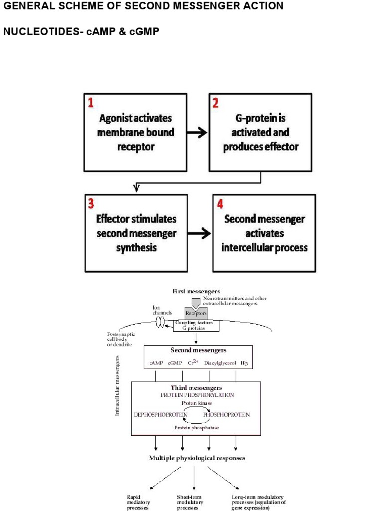 Second Messenger Action, cAMP & CGMP | PDF | Physiology | Biomolecules