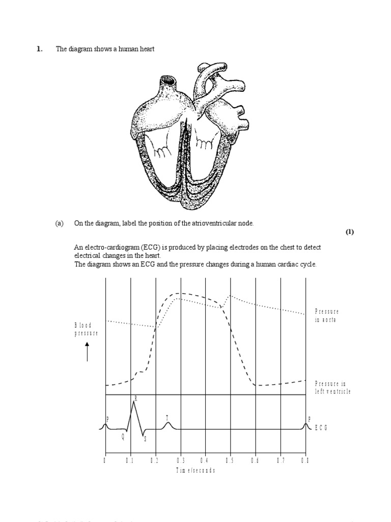 Cardiac Cycle Questions-1 | Heart | Circulatory System