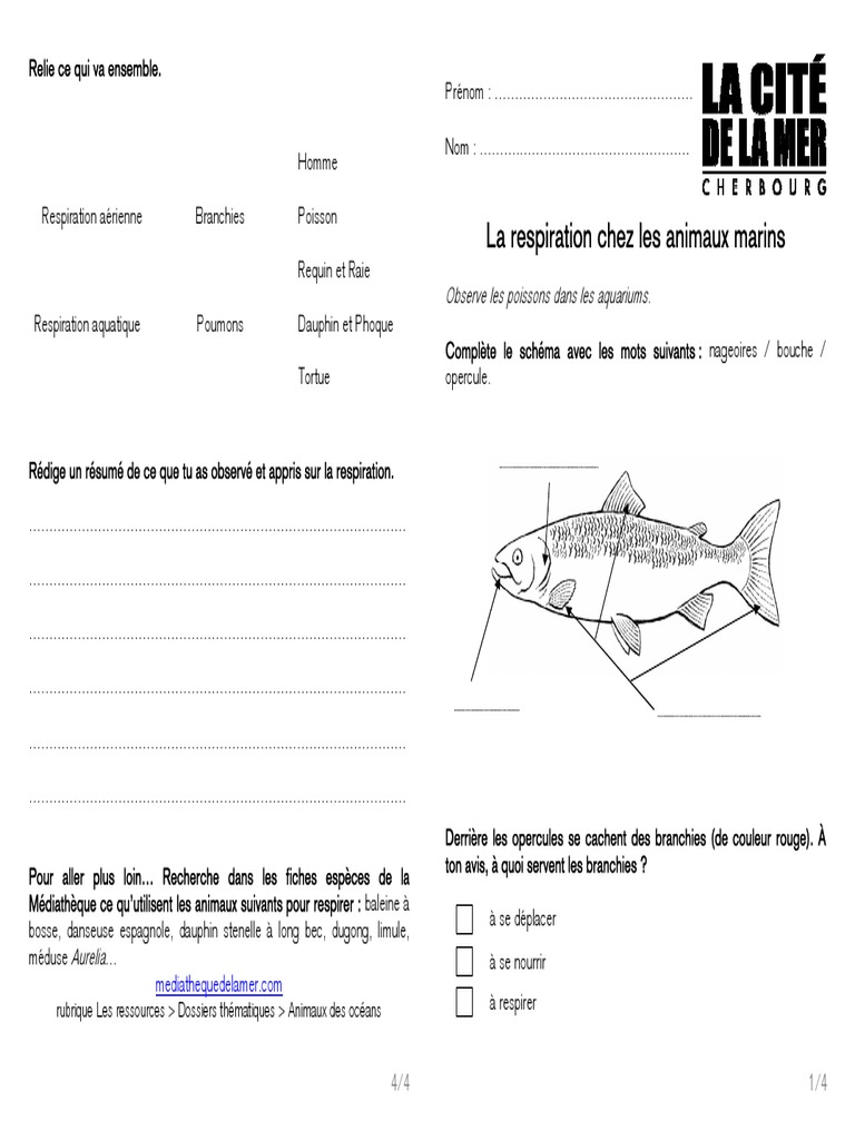 ELEM Respiration | PDF | Branchie | Poisson