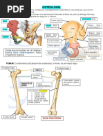 Tabla de M-Sculos Del Miembro Inferior | PDF | Sistema musculoesquelético | Anatomía humana