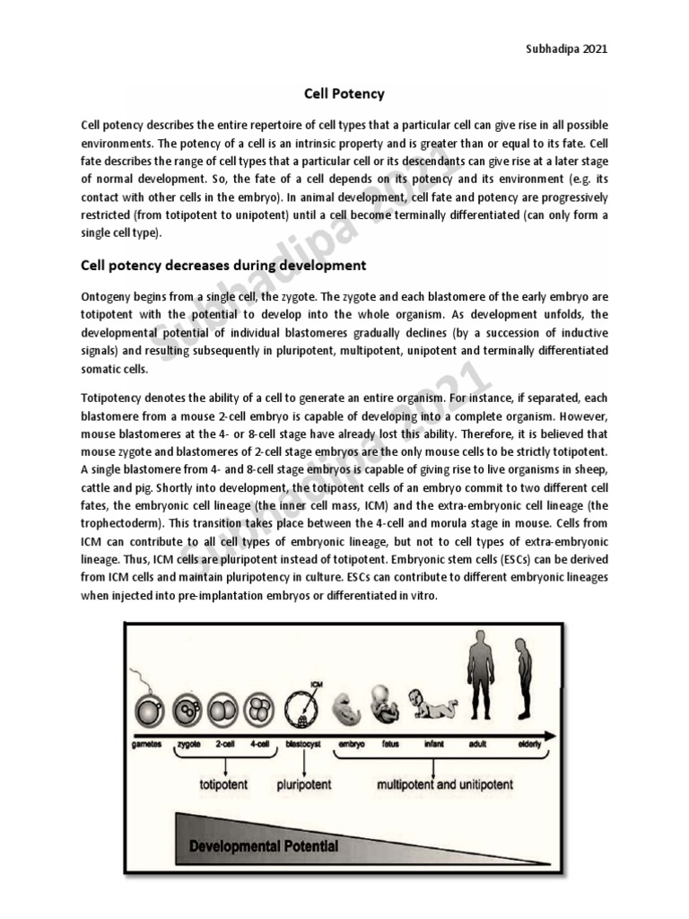 Cell Potency and Stem Cell Types | PDF | Cell Potency | Stem Cell
