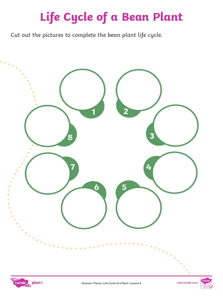 T SC 1646042622 Y2 Life Cycle of A Bean Plant Activity Sheet - Ver - 1 ...