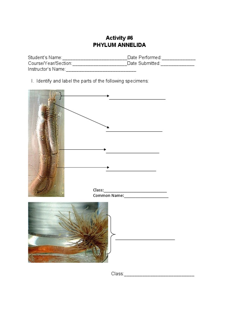 Annelida Specimen Identification Activity | PDF