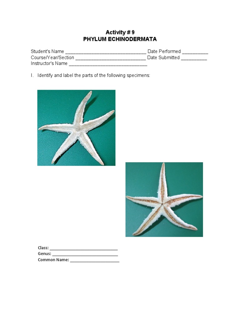 Act. 9 Phylum Echinodermata Worksheet | PDF
