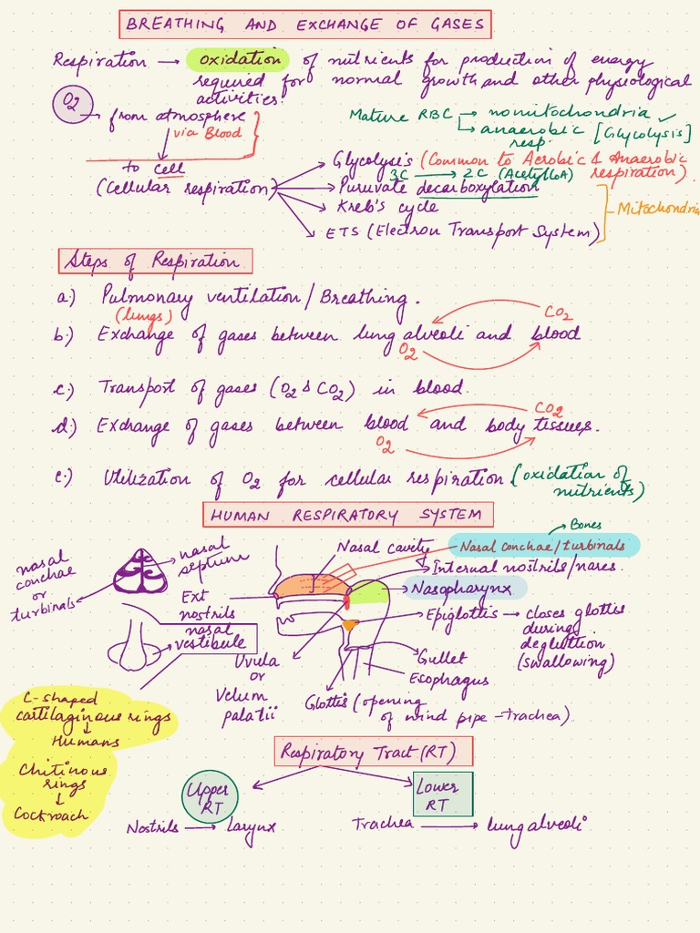 Breathing And Exchange Of Gases Notes Pdf Lung Respiratory System