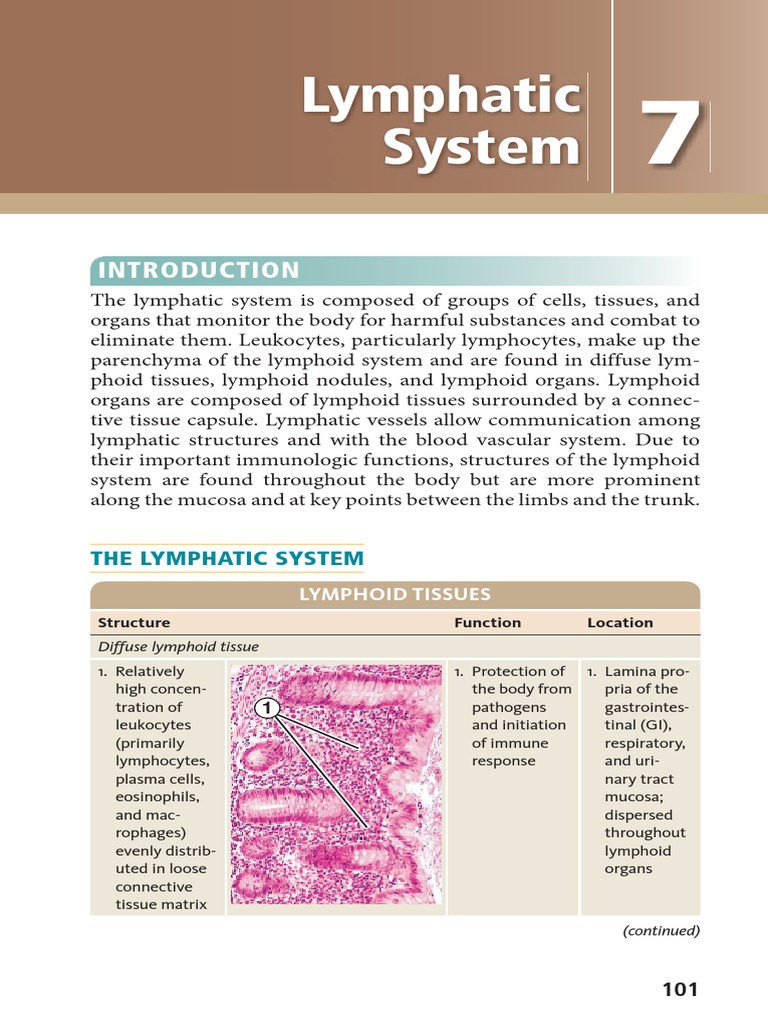 Overview of the Lymphatic System | PDF | Lymph Node | Lymphatic System
