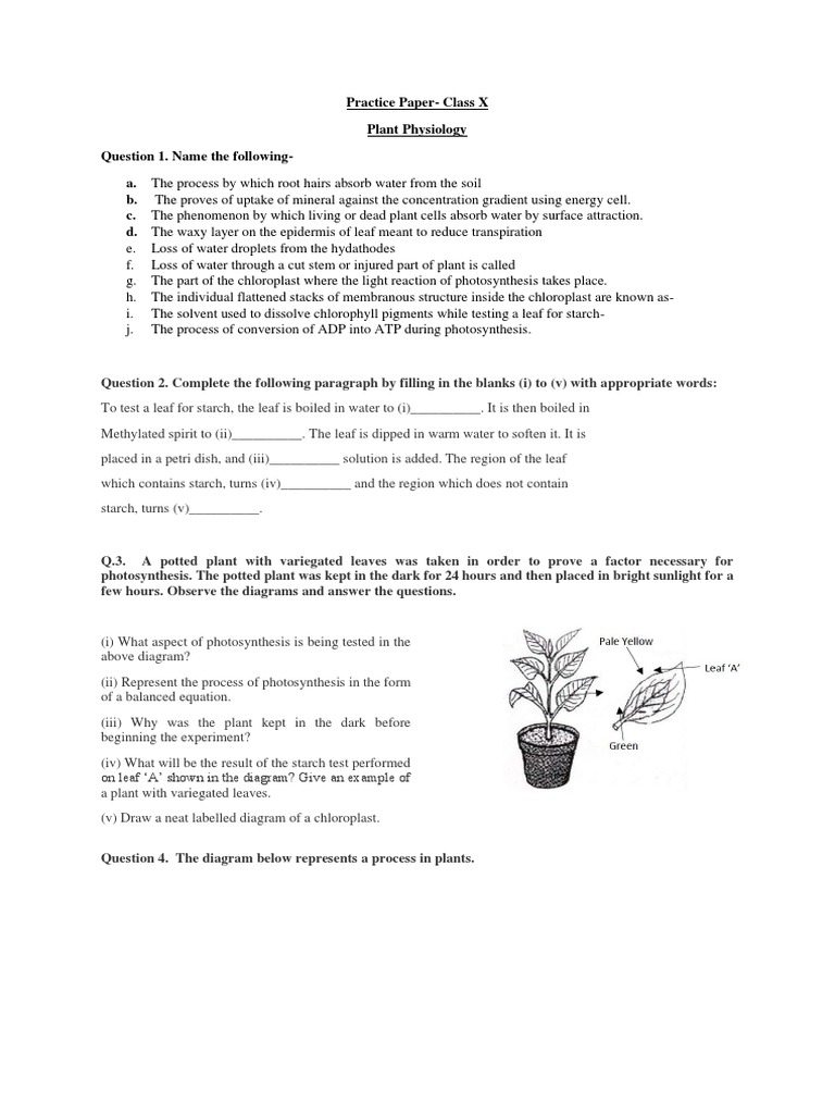 Plant Physiology | PDF | Photosynthesis | Leaf