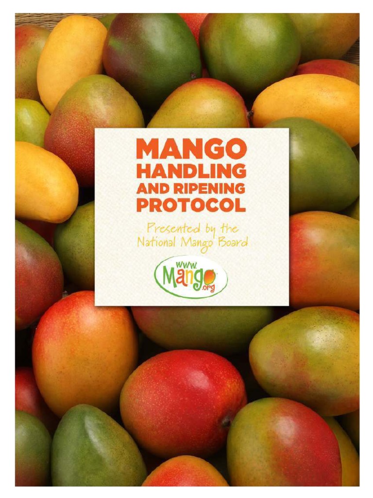 Mango_Handling_and_Ripening_Protocol_Eng | PDF | Mango