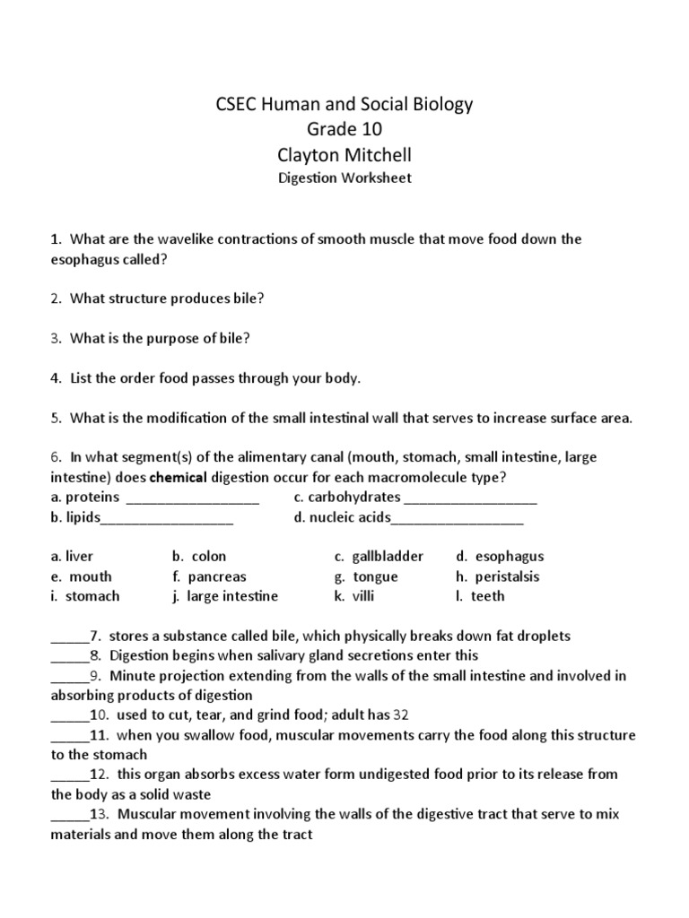 Digestion Worksheet | PDF | Digestion | Gastrointestinal Tract