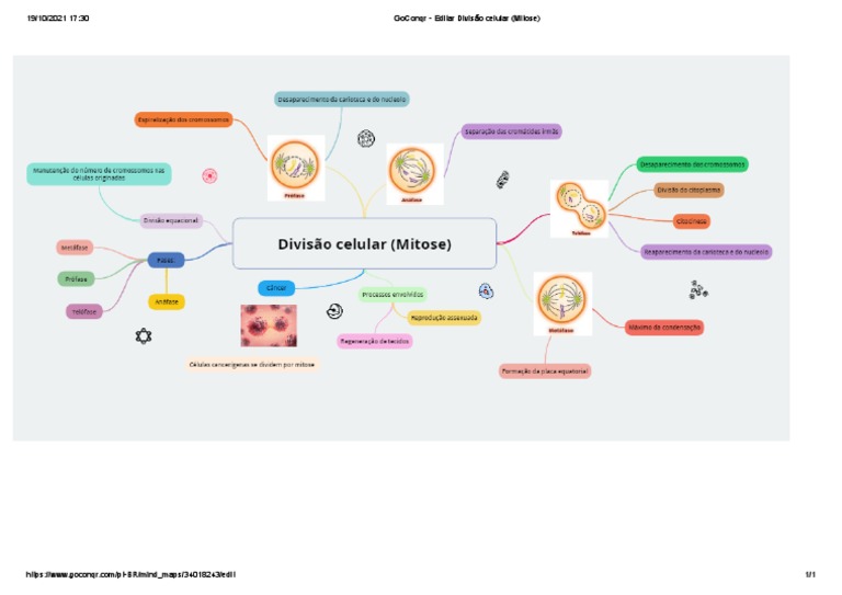 Divisão Celular (Mitose) - Mapa Mental | PDF