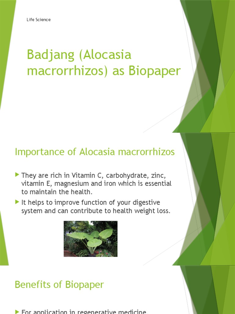 Badjang (Alocasia Macrorrhizos) As Biopaper: Life Science | PDF