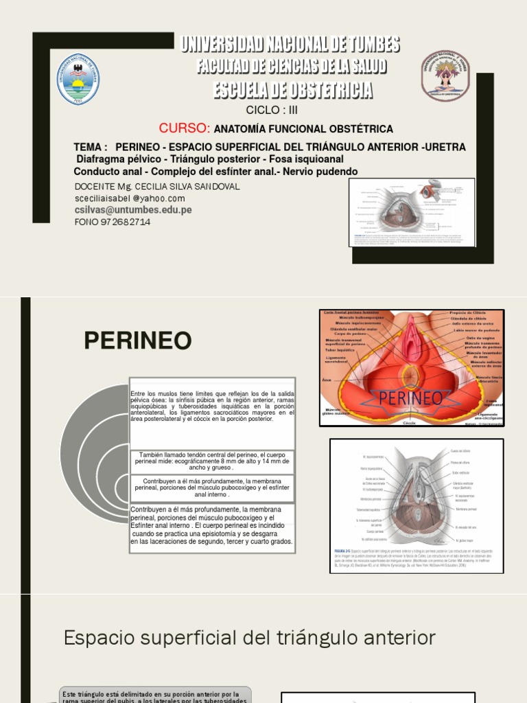 Anatomía del Perineo y Triángulos Pélvicos | PDF | Vagina | Pelvis