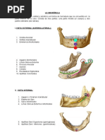 Ramillete de Riolano | PDF | Anatomía humana | Cabeza y cuello humanos