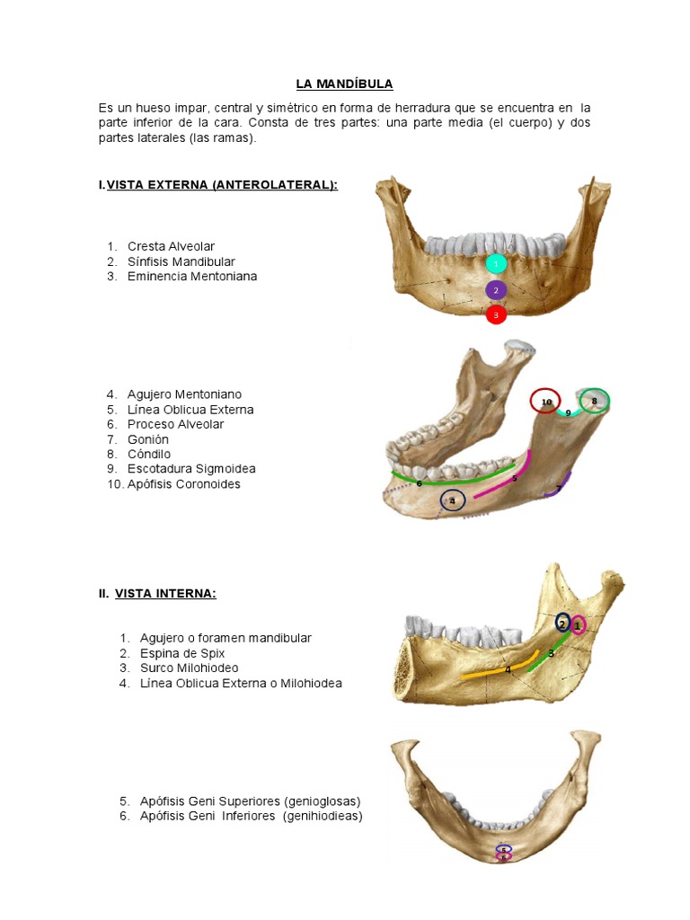 La Mandíbula | PDF | Sistema musculoesquelético | Sistema esquelético