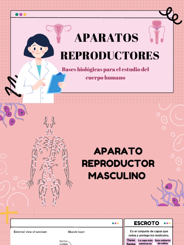 Aparatos Reproductores | PDF | Útero | Ovario