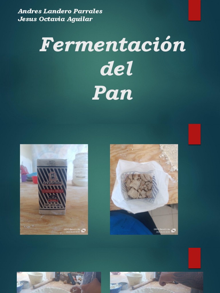 Proceso de Fermentación del Pan | PDF