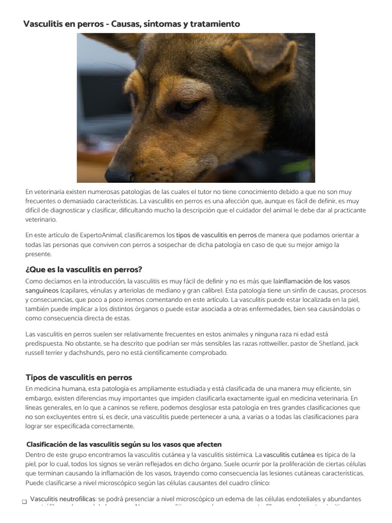 Vasculitis en Perros - Causas, Síntomas y Tratamiento | PDF ...