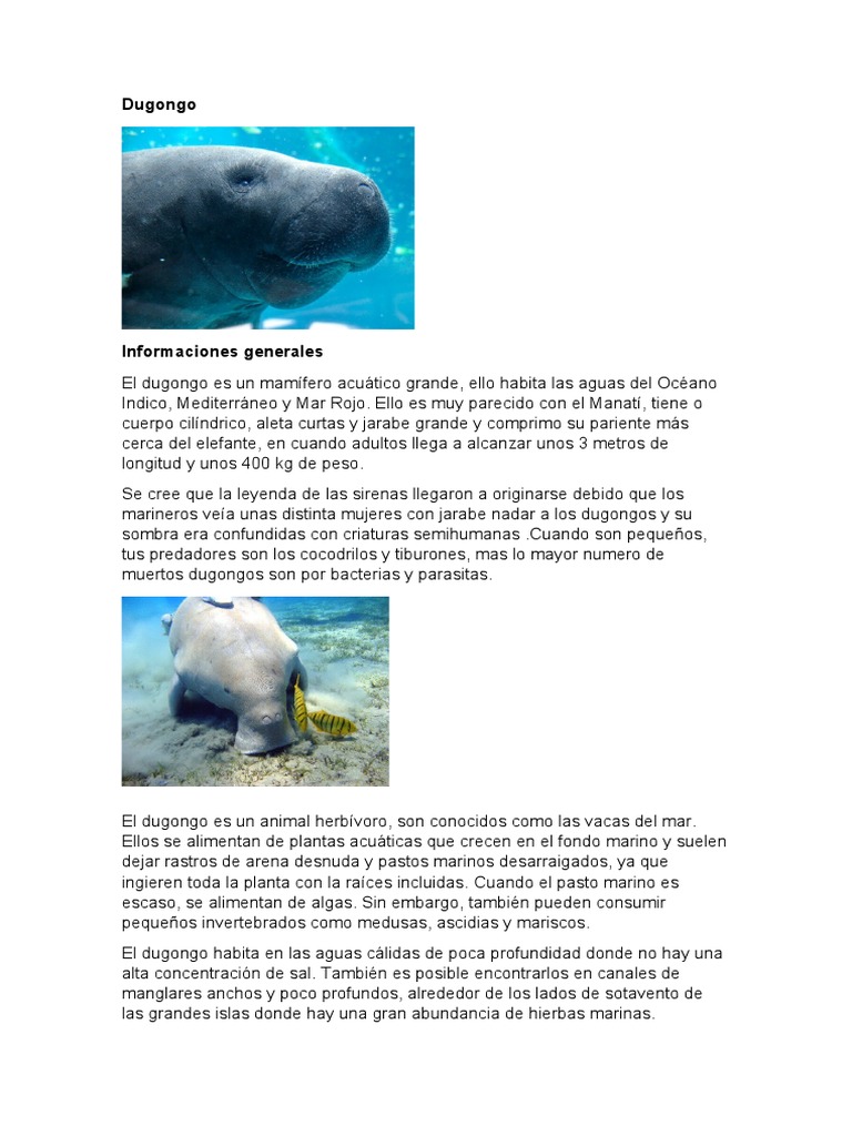 Dugongo: Características y Amenazas | PDF | Extinción | Plantas