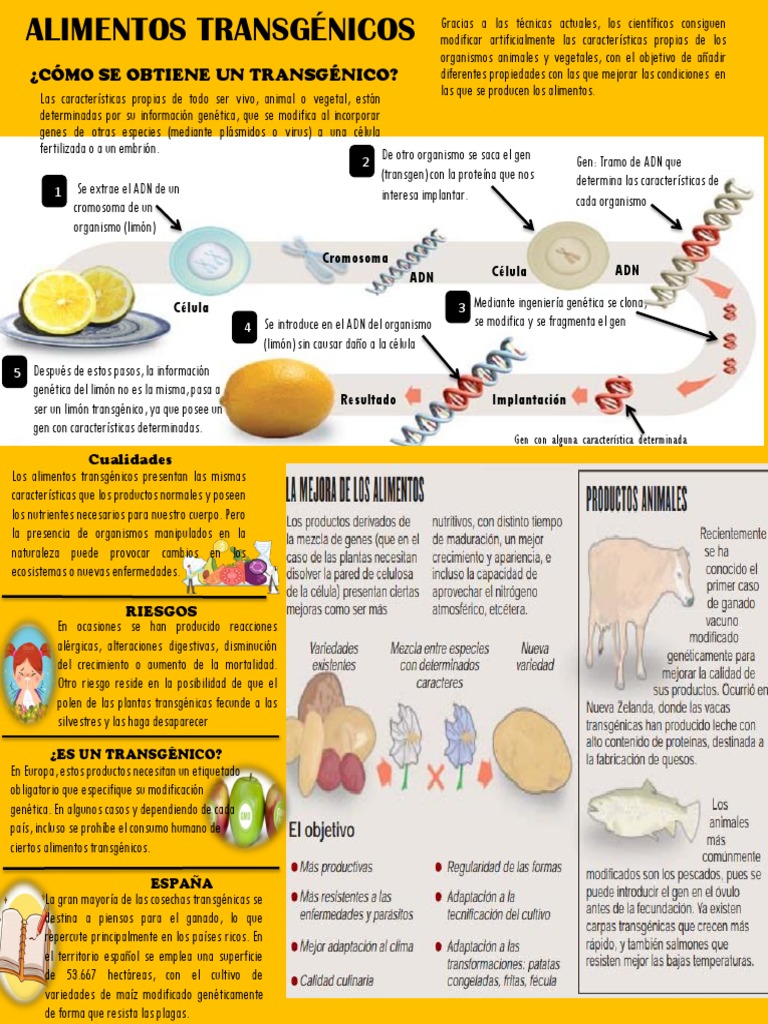 Alimentos transgenicos | PDF | Organismo genéticamente modificado ...