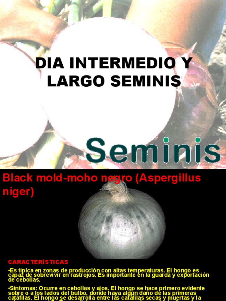 Cebollas | PDF | Hongo | Plantas