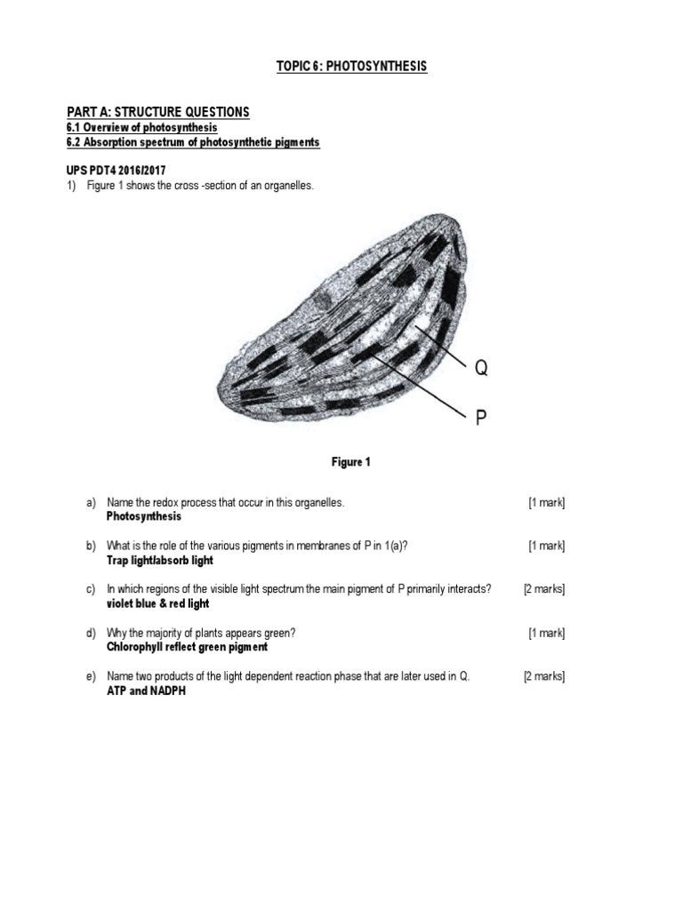 Photosynthesis Questions and Answers | PDF | Photosynthesis ...