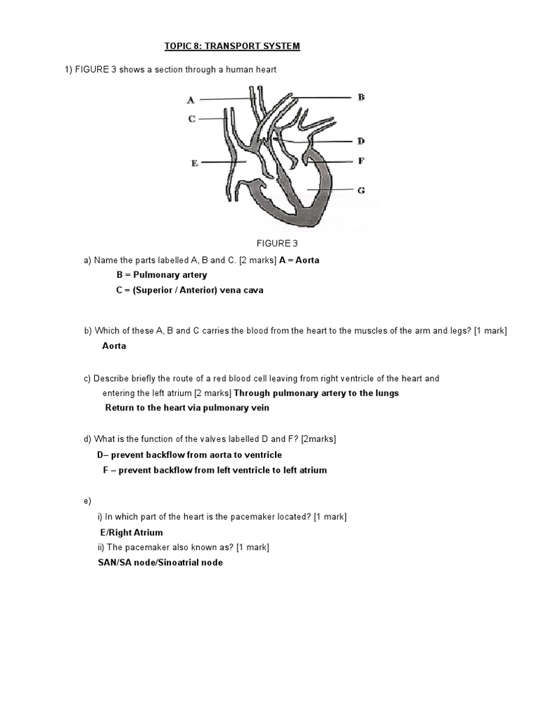Transport System Question and Answers | PDF | Heart Valve | Atrium (Heart)
