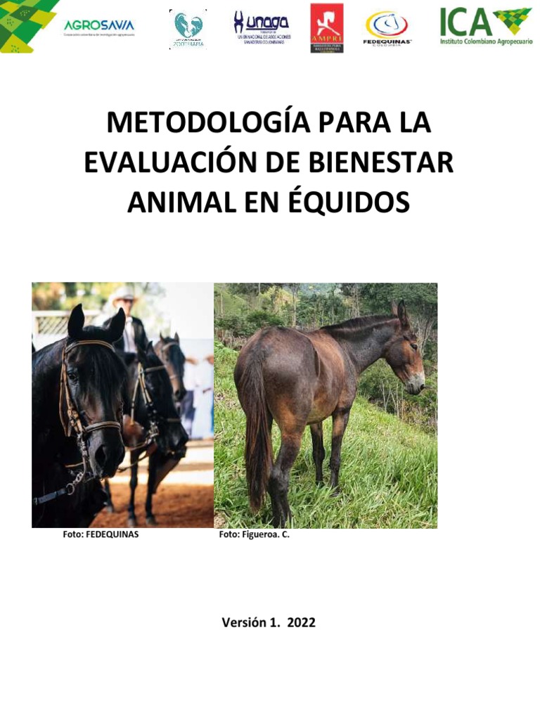 Metodologia de Evaluacion BA en Equidos | PDF | Tejido adiposo | Ventilación (Arquitectura)